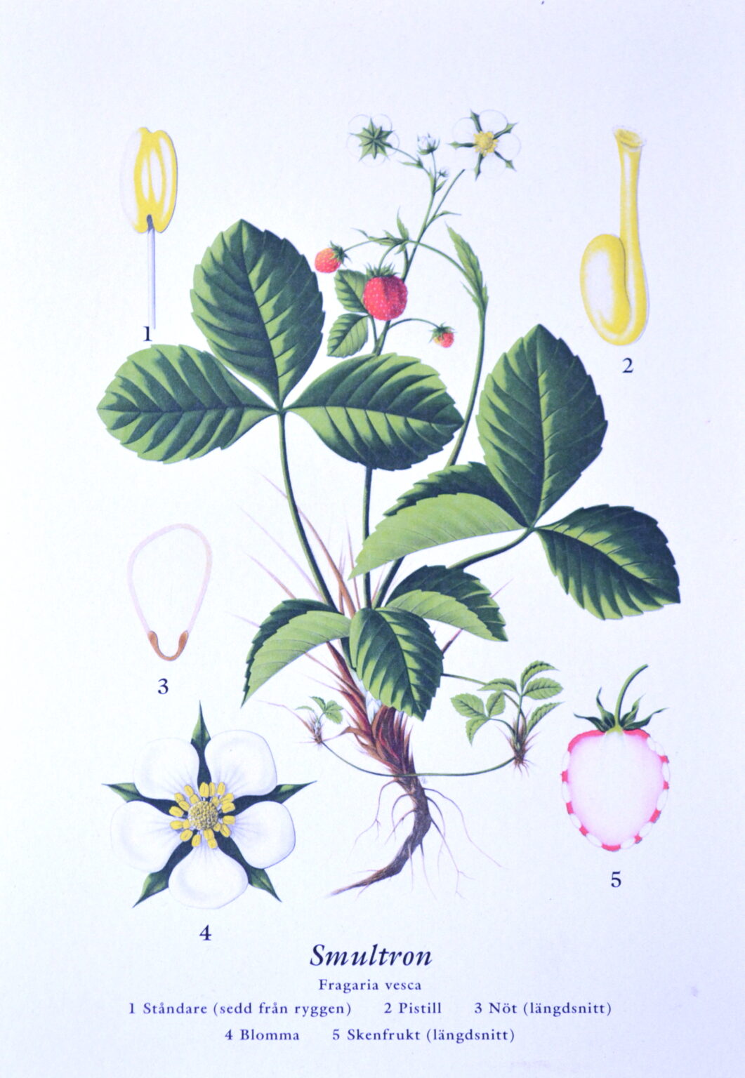 SMULTRON VYKORT SVENSK FLORA - Skrotens | Café och Skeppshandel på ...